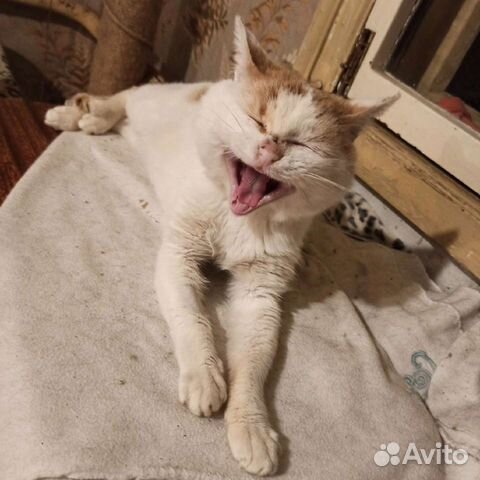 Котик в добрые руки