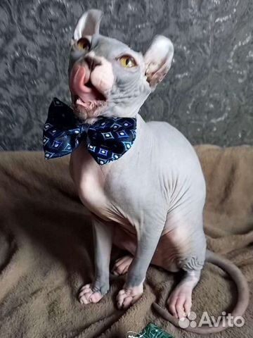 Канадский сфинкс эльф