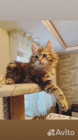 Котята курильского бобтейла в золотом окрасе