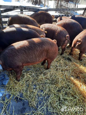 Свинки Дюрок