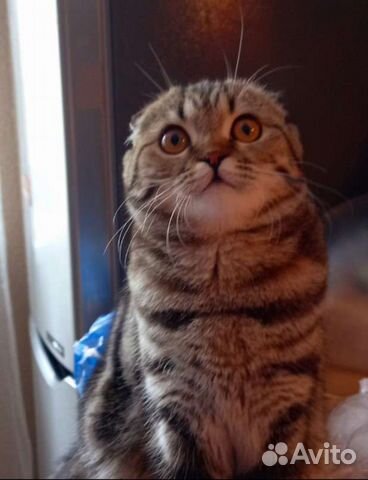 Шотландская кошка ищет жениха.Вязка