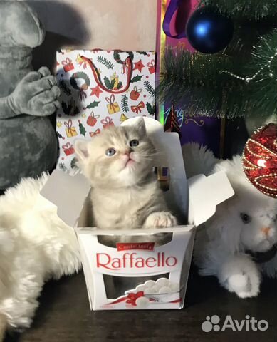 Шотландские котята