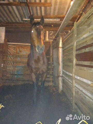 Лошадь жеребец