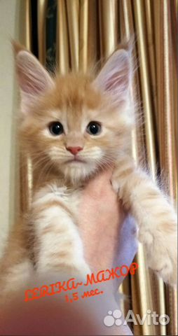 Клёвые куно-парни из питомника