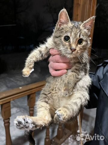 Котята в дар. Подарите новую жизнь