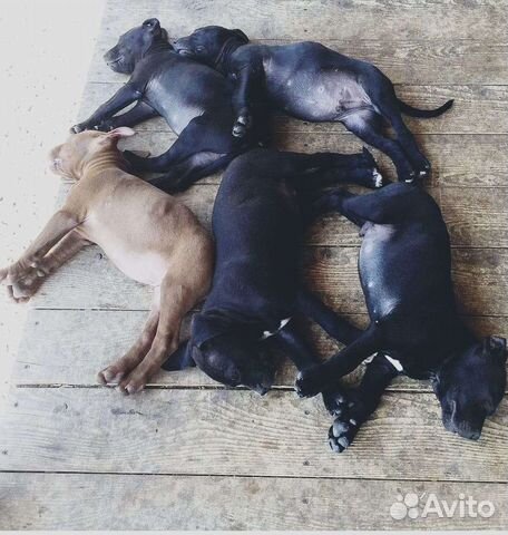 Киара стафтеррьер