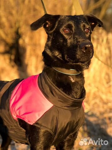 Трогательная Черничка ищет дом