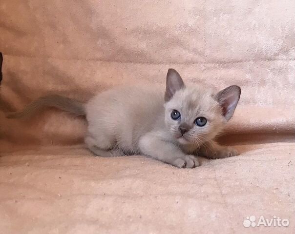 Бурманские котята