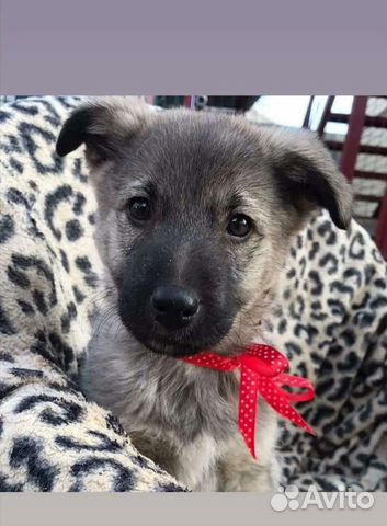 Щенок девочка ищет дом