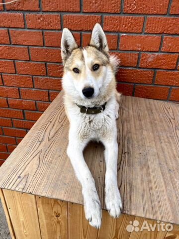 Западно сибирская лайка