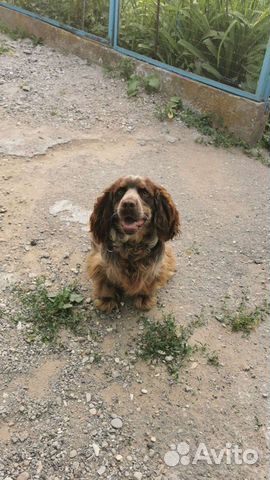 Русский спаниель вязка