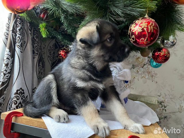 Щенок аляскинского маламута