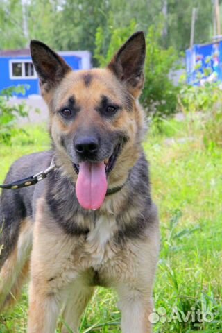 Собаки бесплатно в добрые руки