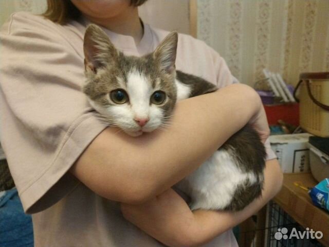 Маленькая котенок Тома ищет дом