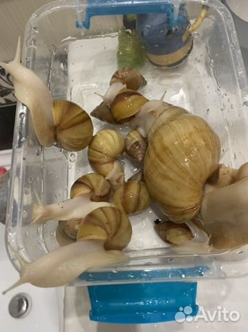 Улитки Охатина