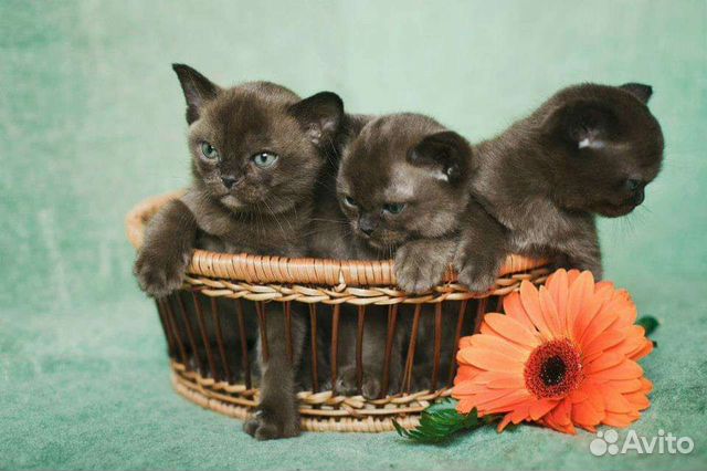 Бурманские котята девочки