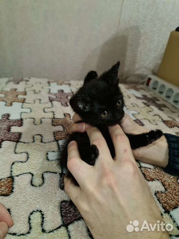 Бомбейские котята