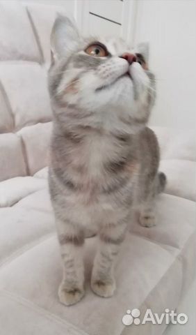 Амелия ищет дом