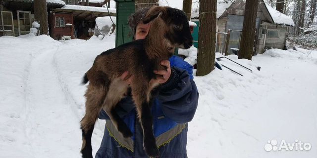 Козы козлята