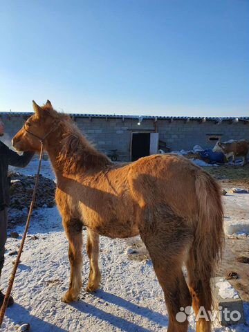 Лошадь жеребец