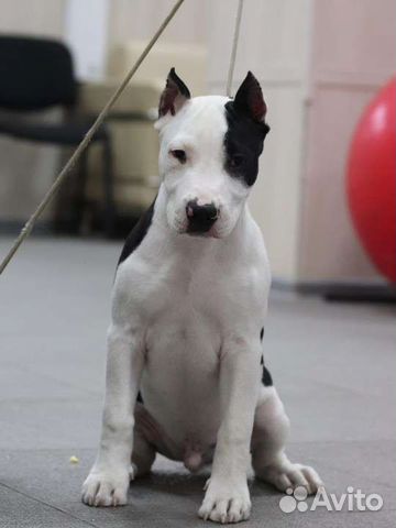 Стаффордширский терьер