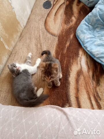 Кошка в дар