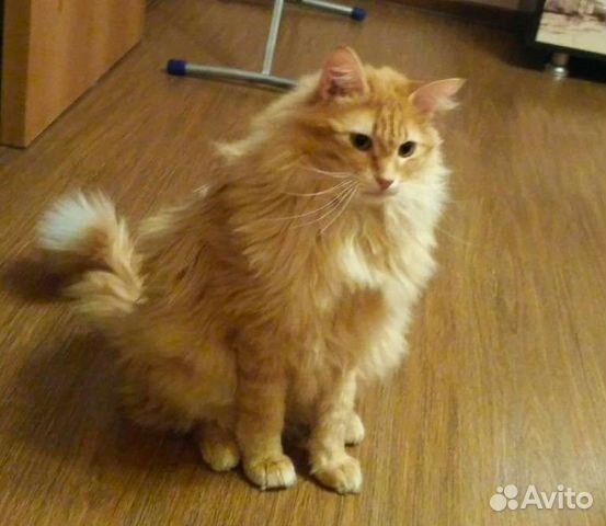 Сибирски рыжий кот бесплатно
