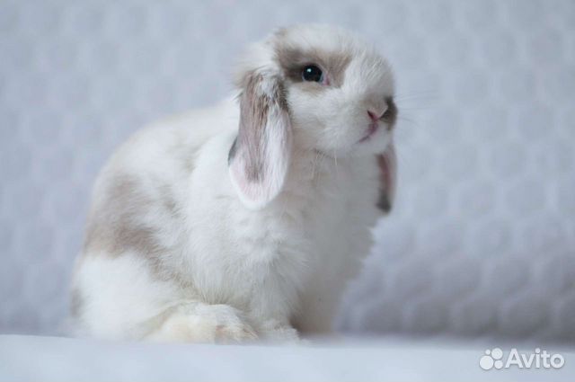 Декоративный кролик минилоп вислоухие