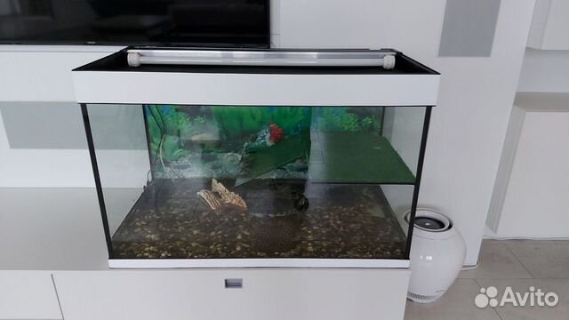 Черепахи+аквариум
