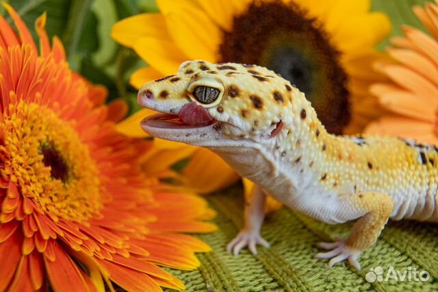 Взрослый самец эублефар