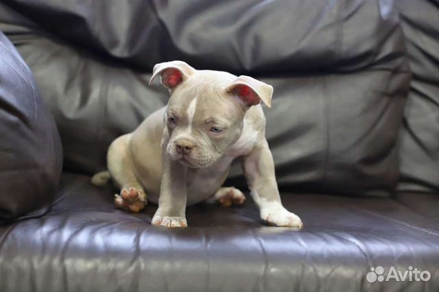 Американский булли экзот-покет