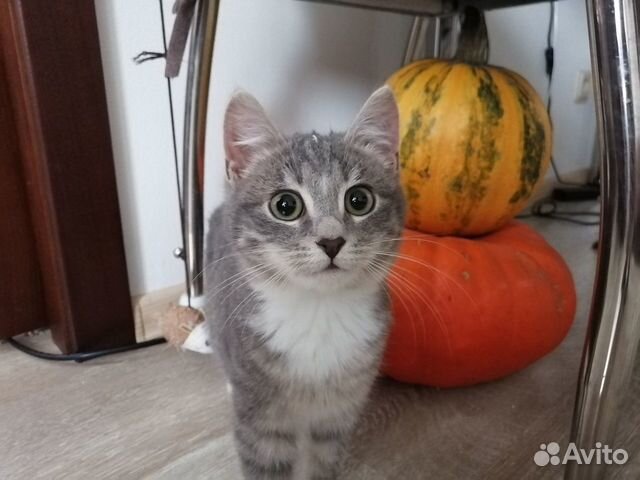 Кошечка мышелов Минни ищет любящий дом