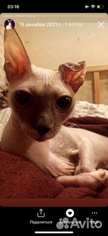 Канадский сфинкс