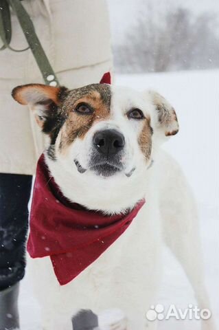 Красотка Олли ищет дом