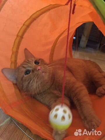 Чудесный котик Гарфилд