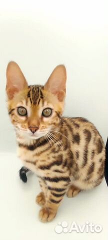 Бенгальская кошка