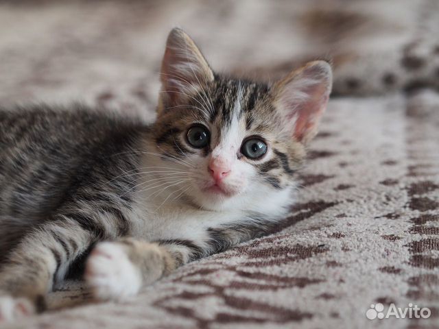 Котёнок тигра. Верный пушистый друг