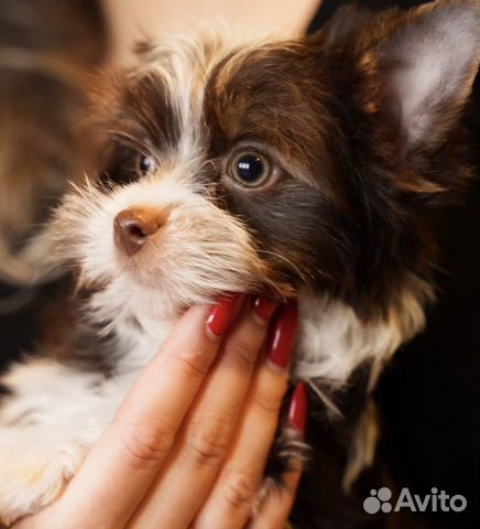 Зеленоглазое чудо