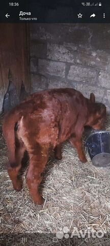 Продаю телочку