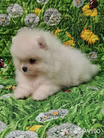 Померанский шпиц медвежьего типа мальчик и девочка