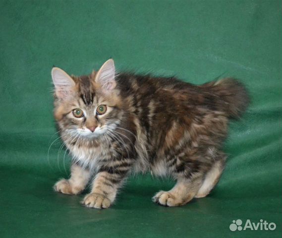 Кошечки Флавия, Фиона и Фелиция с документами