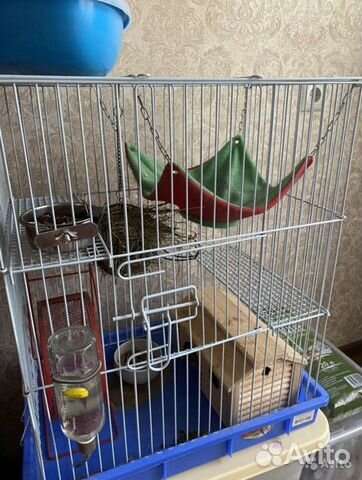 Британская шиншилла