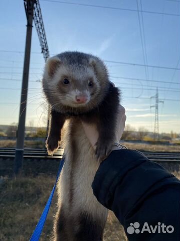 Продам хорька