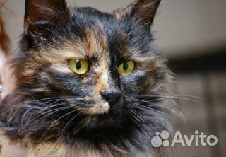 Кошка Даша стерилизована