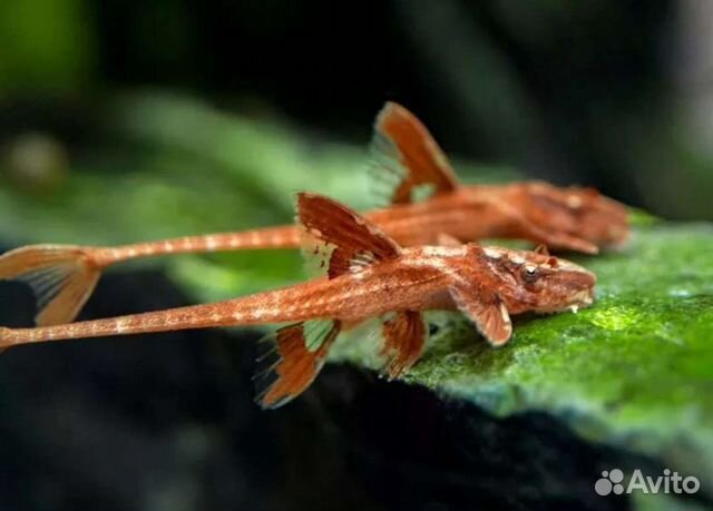 Лорикария красная 4-5см - Rhineloricaria sp. "red"