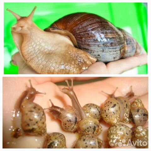 Улитки ахатины