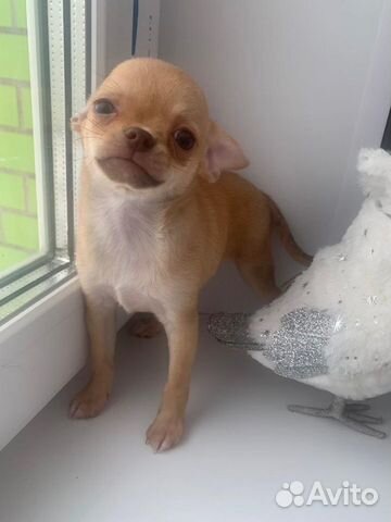 Милашка Чихуашка