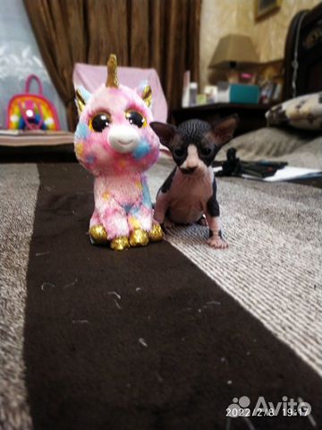 В питомнике свободные #котята