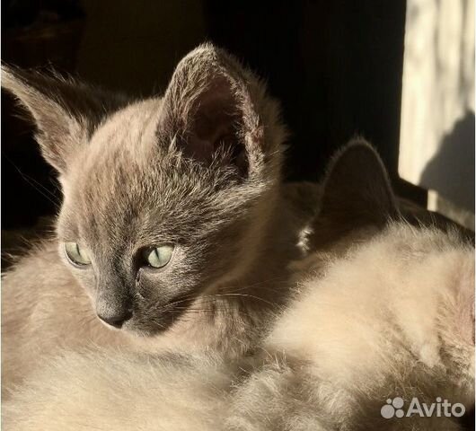 Котята тонк*тай