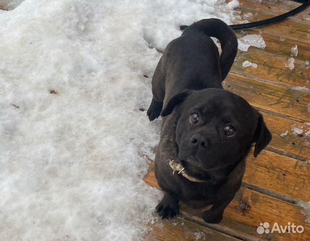 Маленький диванный пёсик